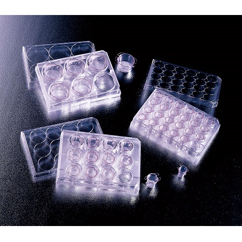 Falcon ® セルカルチャーインサート | オンラインカタログ | 株式会社池田理化